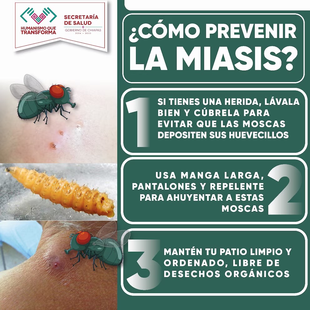 Confirman en Chiapas primer caso en humanos de miasis por gusano barrenador del ganado – Region ...